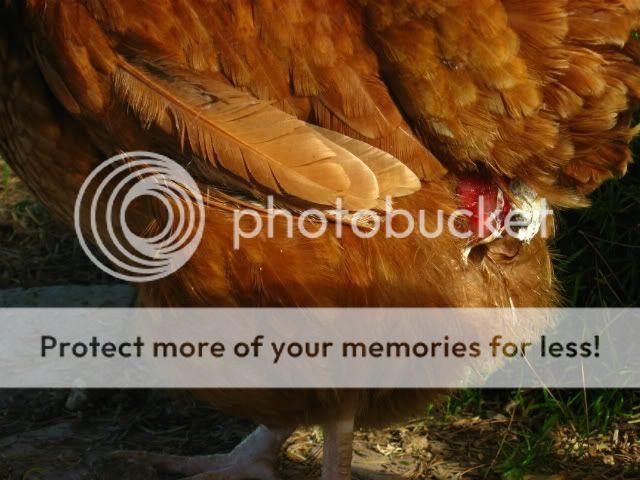 Bulging red anus, what do I do? | BackYard Chickens - Learn How to ...