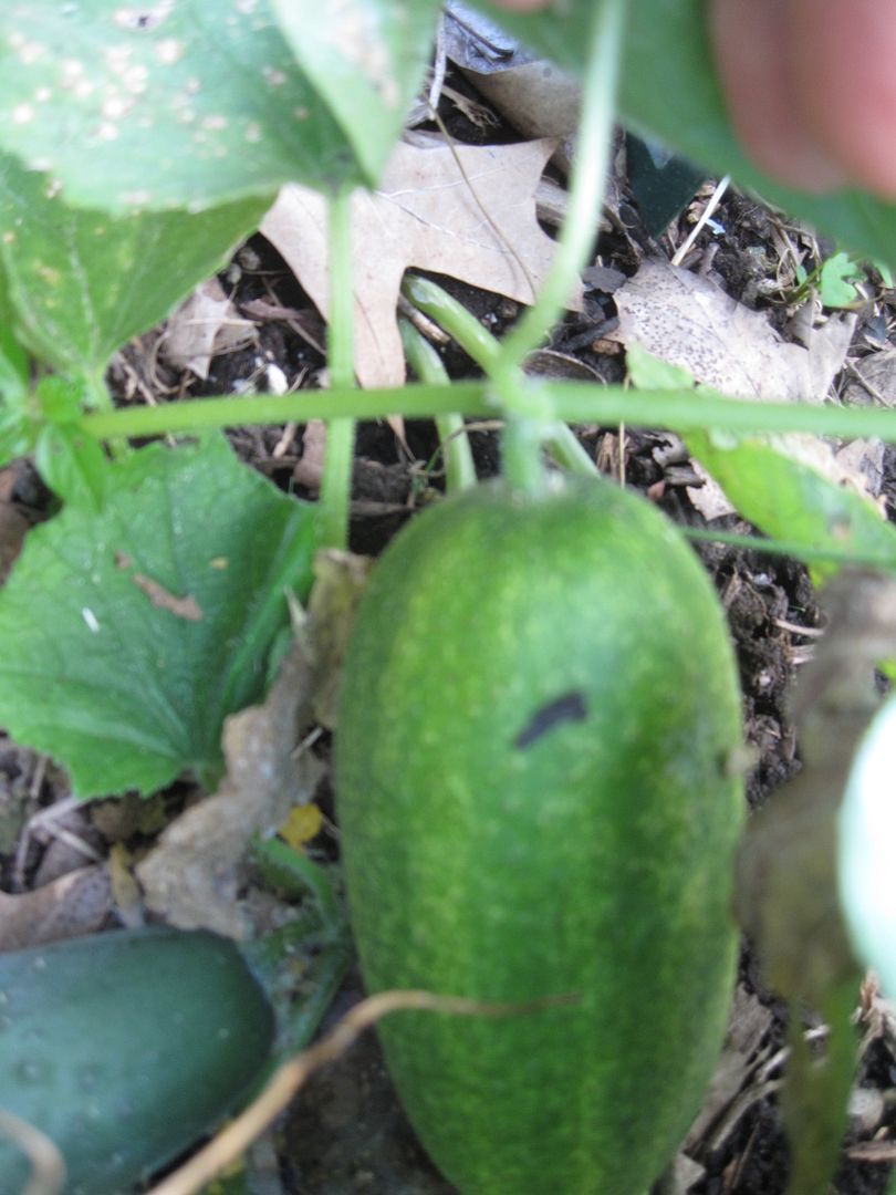 Pickle Power | my sister's pantry