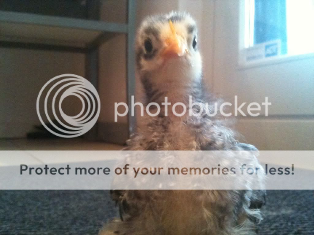 Hen of haan? en plaatsing pasgeboren kuikens - Kippenforum.nl